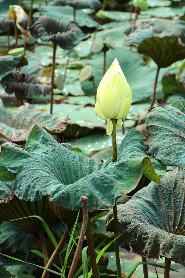 Thai lily flower blooming stock photo. Image of green - 57799276