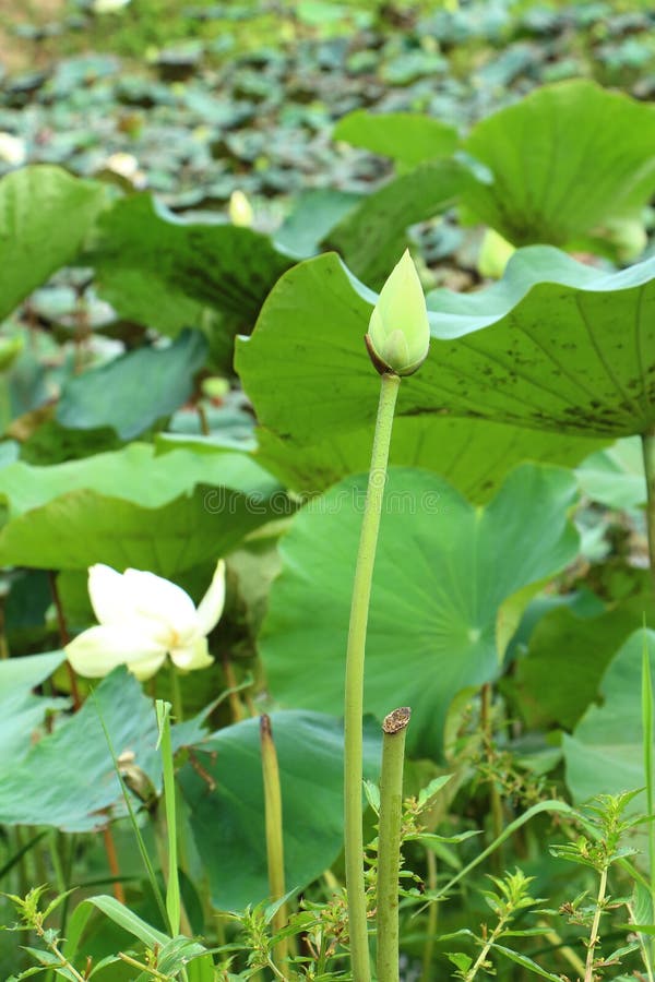Thai lily flower blooming stock image. Image of lotus - 57799463