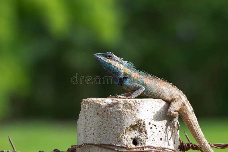 Thai lizard stock image. Image of looks, leafy, basilisk - 60376063