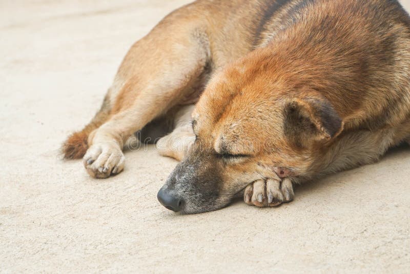 Thai Local Dog Face in Sleeping Mode Stock Photo - Image of beautiful ...
