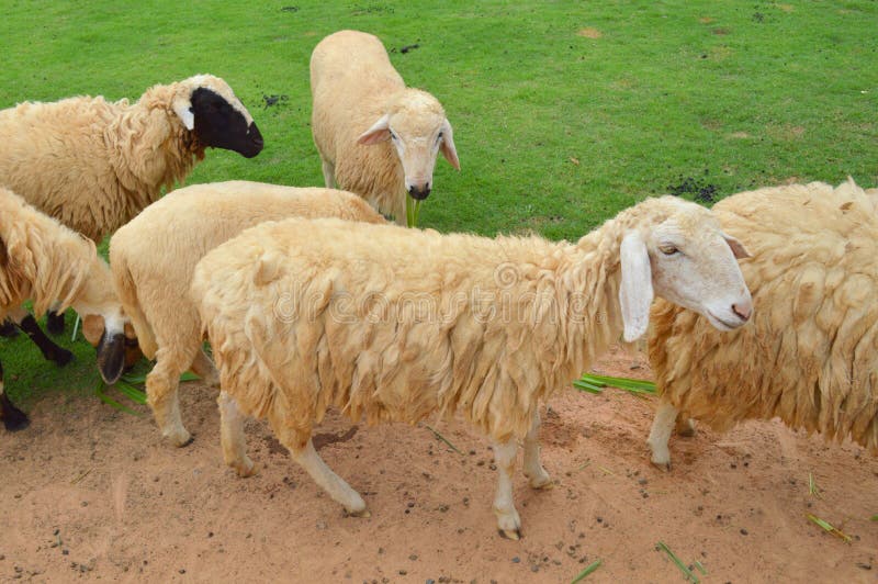 Thai local sheep stock photo. Image of hair, brown, front - 91251776