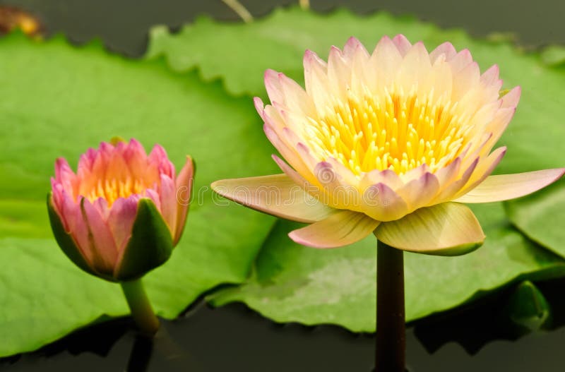 Thai lotus stock photo. Image of nature, green, foreground - 21249936