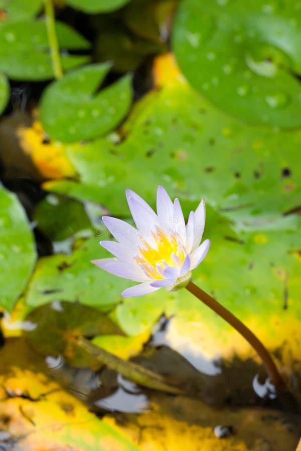 Thai lotus stock photo. Image of attractive, exotic, serene - 55898916