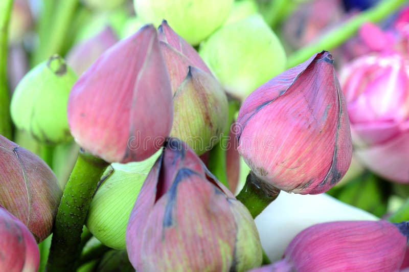 Thai Lotus stock photo. Image of outdoor, petal, oriental - 52232674