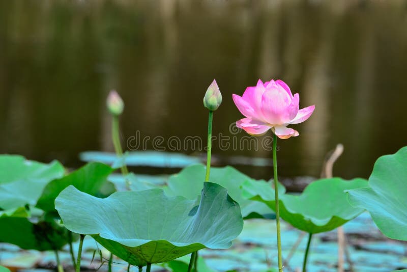 Thai lotus stock photo. Image of lily, profile, perfection - 46787808