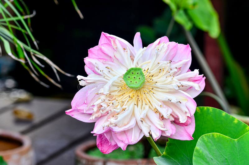Thai lotus full bloom stock image. Image of beautiful - 262699011