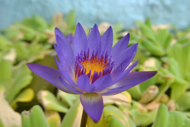 Thai Lotus stock image. Image of plant, flower, lotus - 76583271