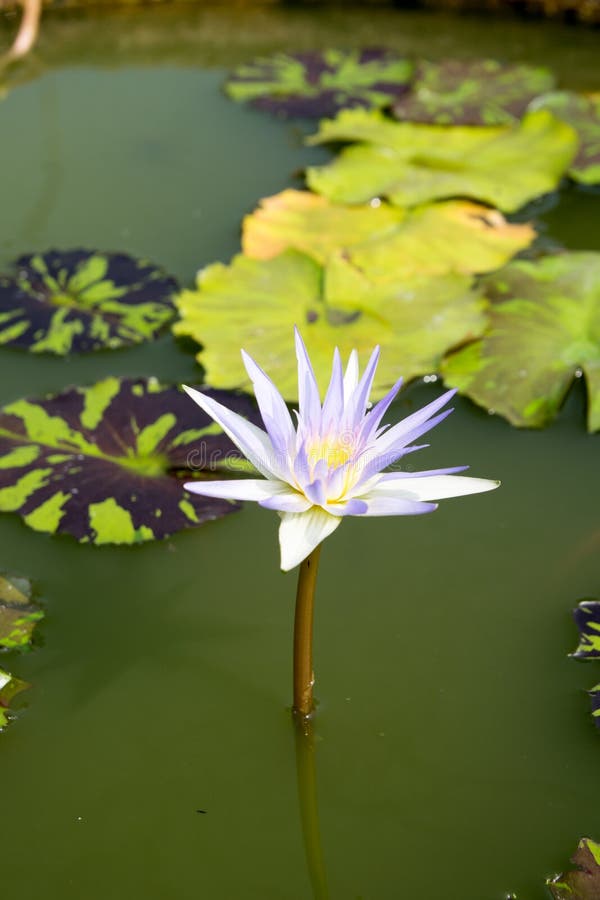 Thai lotus in pond stock image. Image of leaves, foliage - 45718581