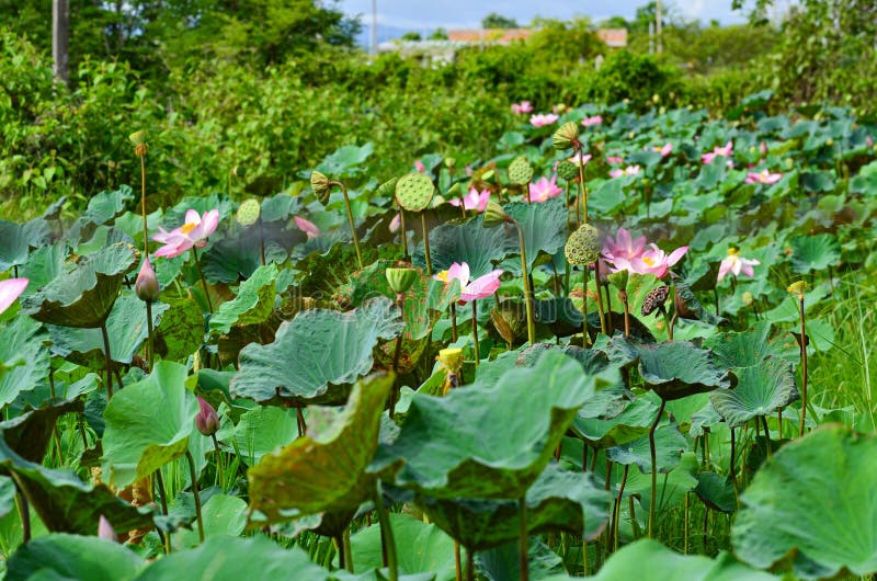 Thai lotus pond in nature stock photo. Image of single - 374017444