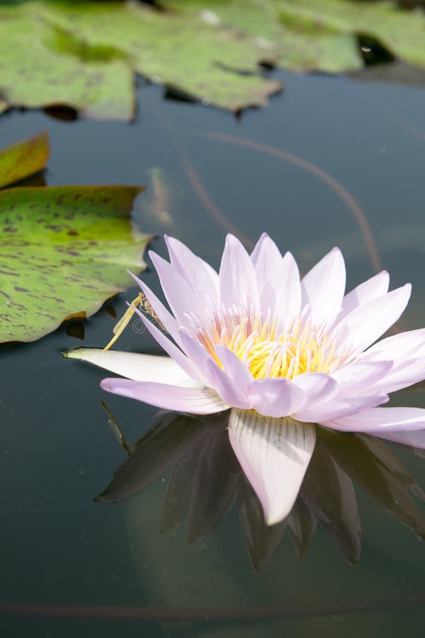 Thai lotus in pond stock image. Image of baby, blooming - 45752253