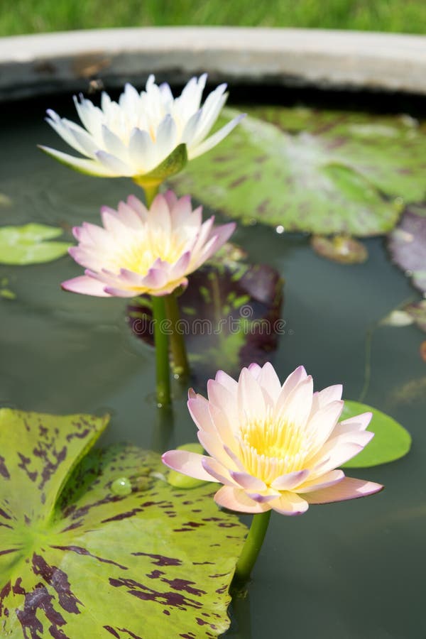Thai lotus in pond stock image. Image of aquatic, natural - 45752099