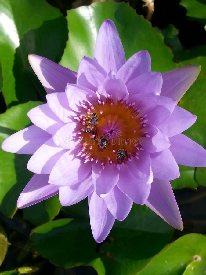 Thai lotus stock image. Image of thai, purple, thailand - 45162973