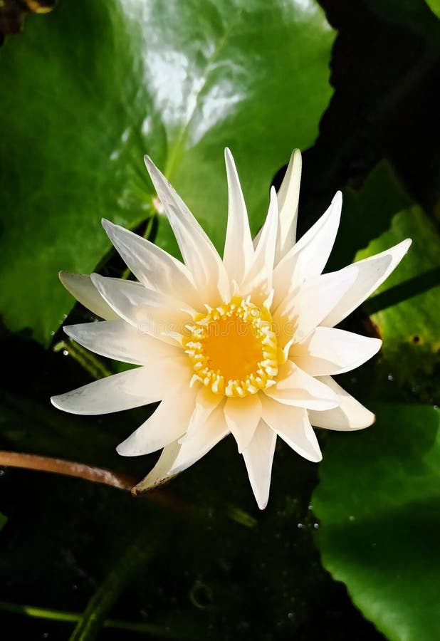 Thai Lotus & X22;Suwana& X22;. Stock Image - Image of suwana, thai ...