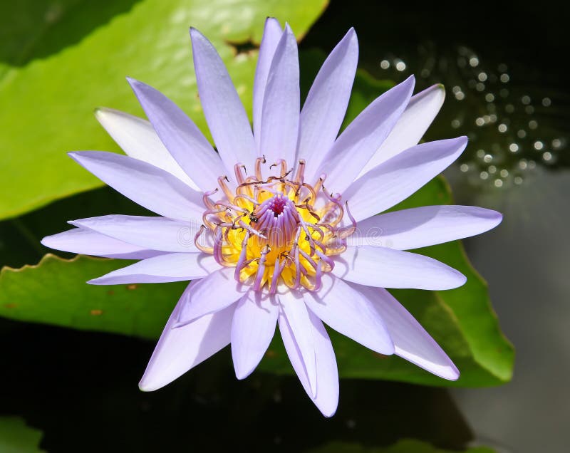 Thai lotus stock photo. Image of pure, flowers, garden - 68804180