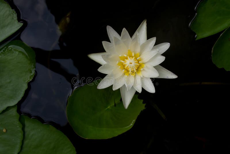 Flat Lay Photo of Thai Lotus on the Water Stock Photo - Image of flat ...