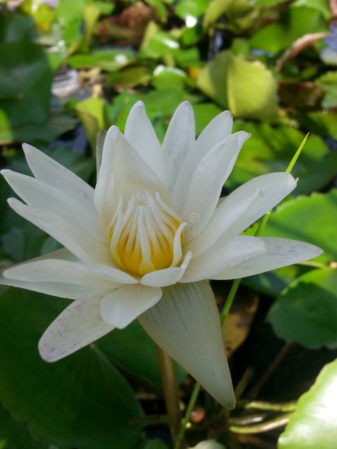 Thai lotus stock image. Image of thai, water, lotus, asia - 45163295