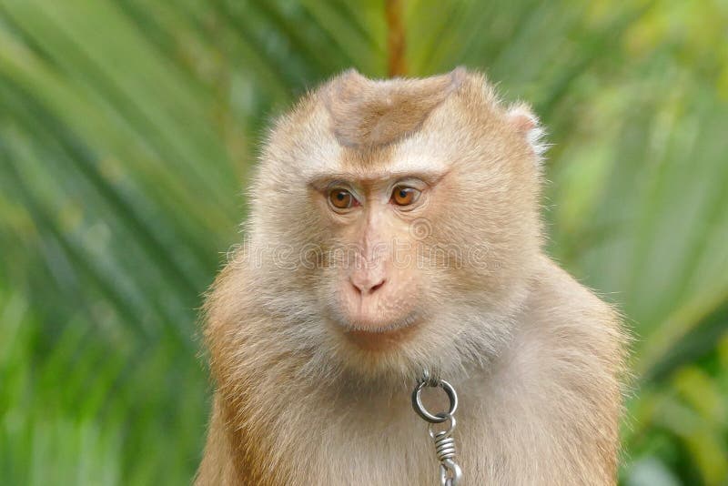 Thai Macaque monkey stock photo. Image of wildlife, portrait - 82812422
