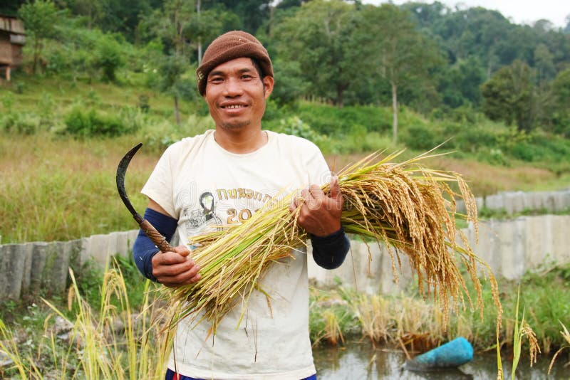 Thai Man Farmer in the Paddy Rice Field Stock Image - Image of ...