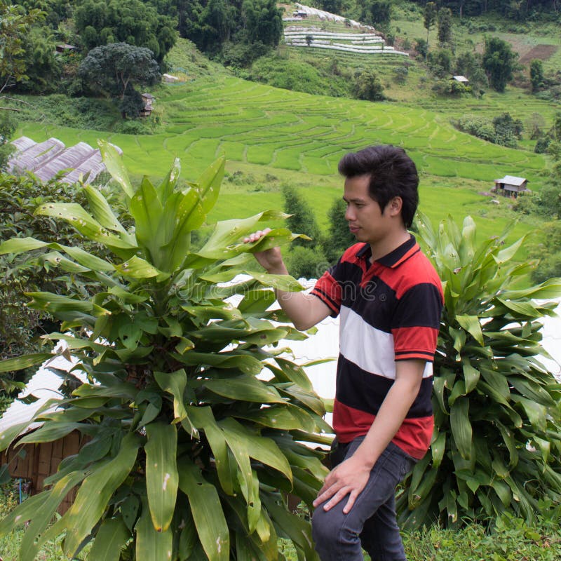 Thai Man with Terraced Rice Field, Pha Mon Chiangmai Thailand Stock ...