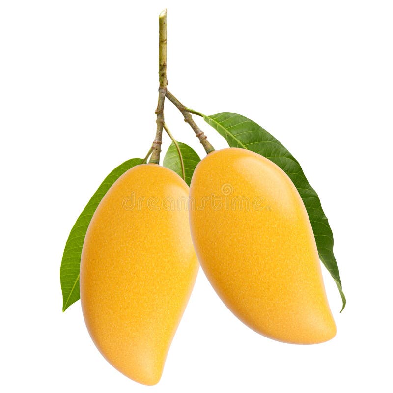 Thai Mango Namdokmai with Stem and Leaf Isolated White Background Stock ...