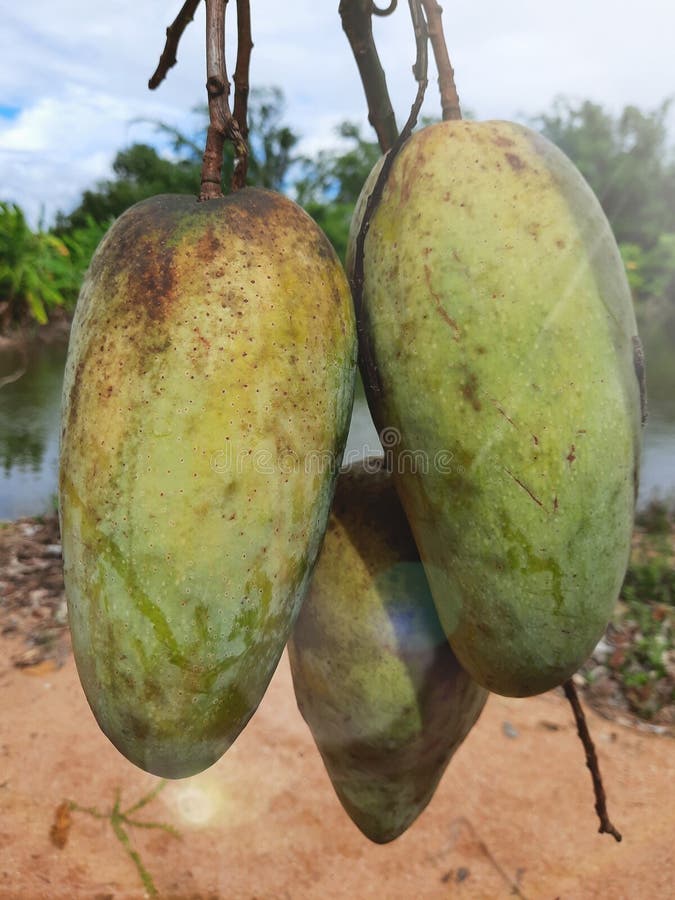 Thai mango strange stock image. Image of dish, agriculture - 243305283