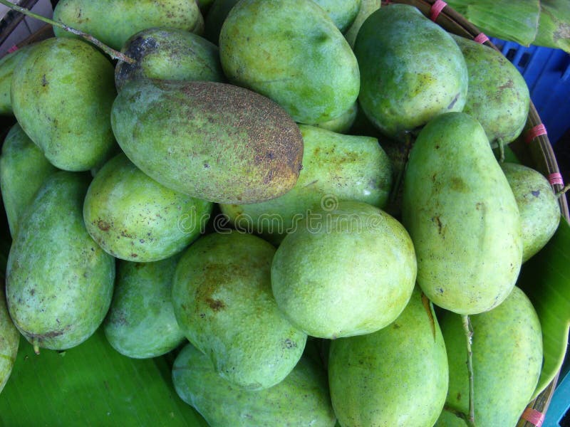 Thai Mangoes stock photo. Image of mangoes, succulent - 20807922