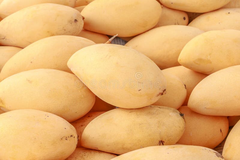 Thai Mangoes, Fruit Thailand Stock Image - Image of healthy, dieting ...