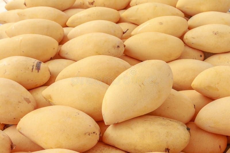 Thai Mangoes, Fruit Thailand Stock Image - Image of closeup, organic ...