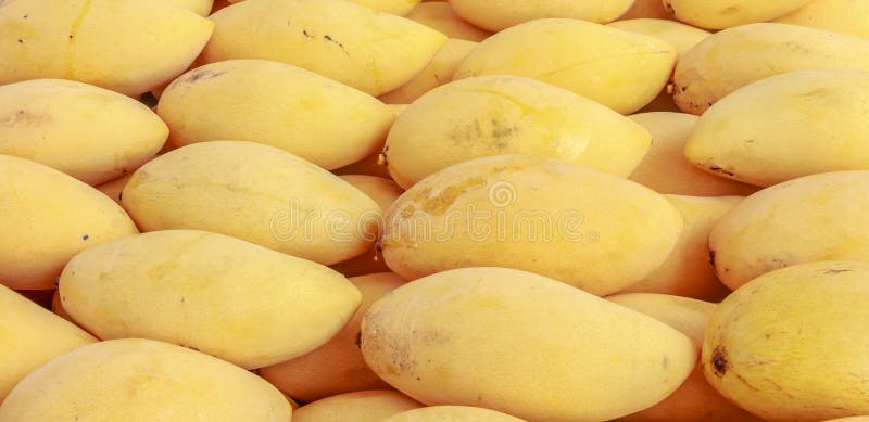 Thai Mangoes, Fruit Thailand Stock Image - Image of color, sweet: 67356839