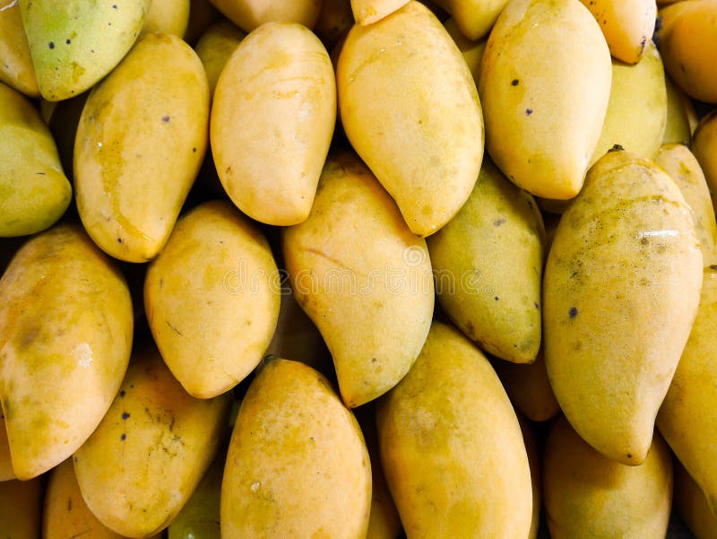 Thai mangoes stock photo. Image of organic, sweet, color - 66251066