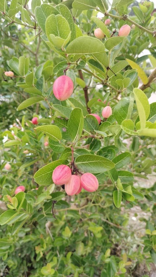 Thai Medicinal Fruits Have a Sour Taste. Stock Photo - Image of branch ...