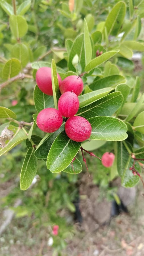 Thai Medicinal Fruits Have a Sour Taste. Stock Photo - Image of ...