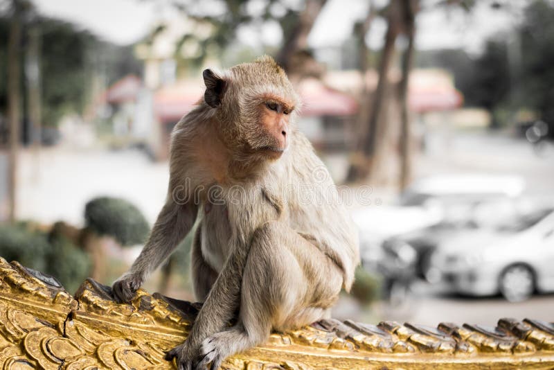 Thai Monkey stock image. Image of wildlife, creature - 39428849