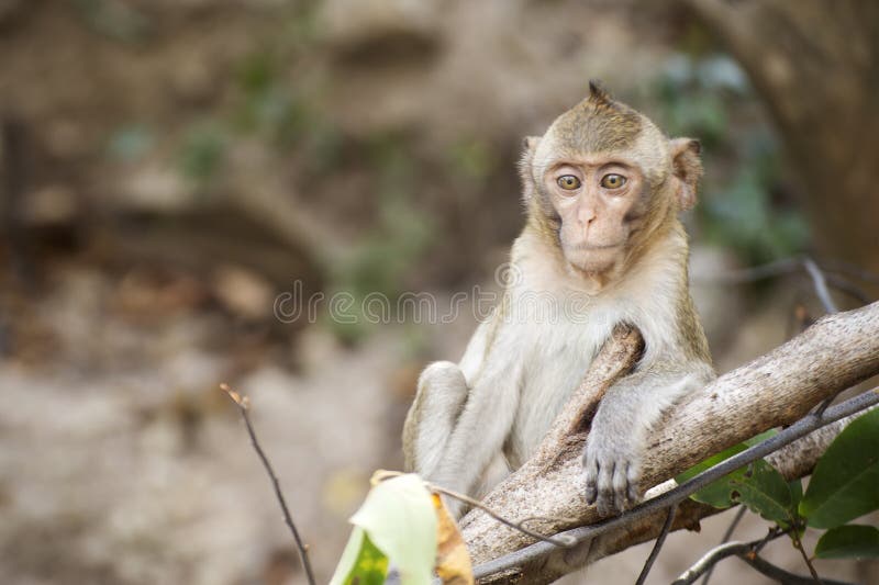 Thai Monkey stock photo. Image of hair, primate, relax - 65713668
