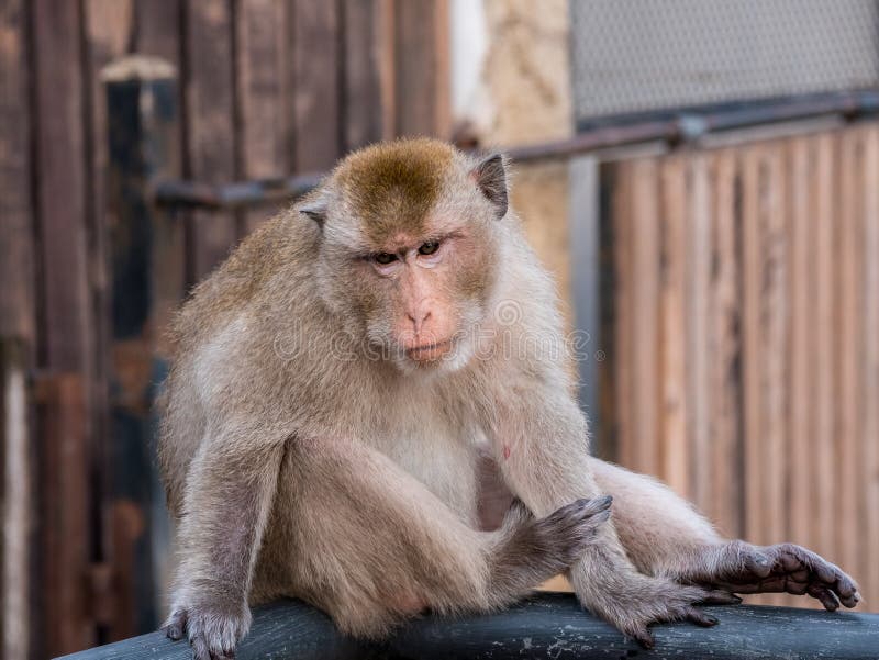 Thai Monkey Macaque in the Cityclose Up, Lopburi, Thailand. Stock Image ...