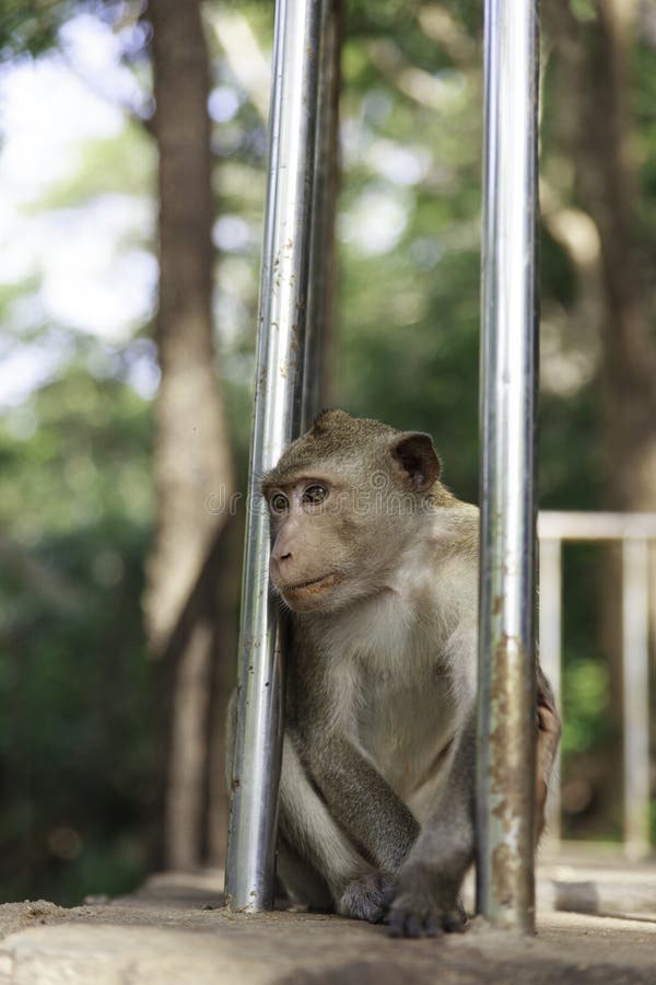 Thai monkey stock photo. Image of black, hair, nature - 36406334