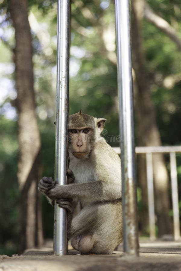 Thai monkey stock image. Image of leisure, nature, baby - 36406665