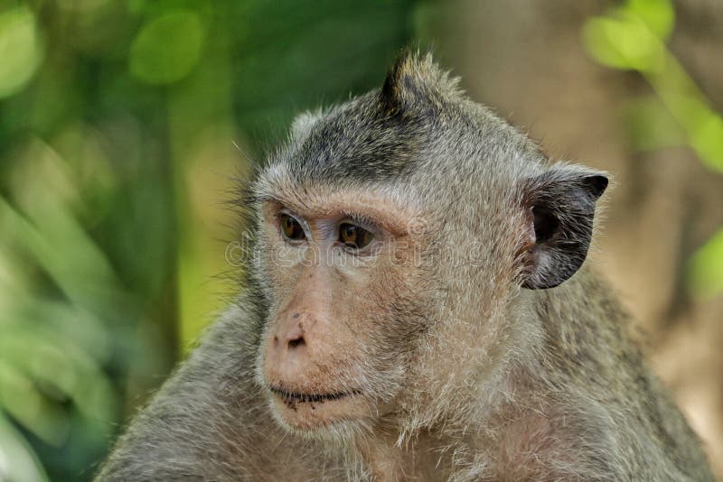 Thai monkeys stock image. Image of happy, animal, monkey - 191850439