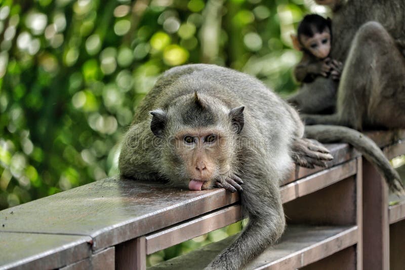 Thai monkeys stock image. Image of monkey, monkeys, happy - 191850445
