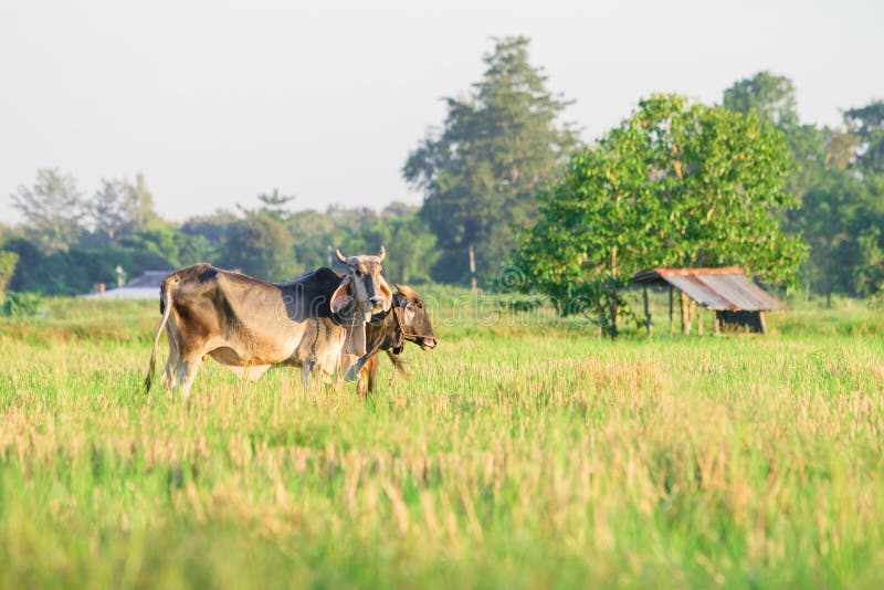 Thai Native Breed Cow on Grass Stock Image - Image of animal, horse ...