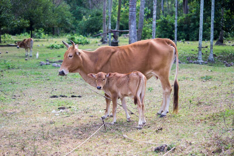 Thai native breed cow stock image. Image of native, horn - 39142041