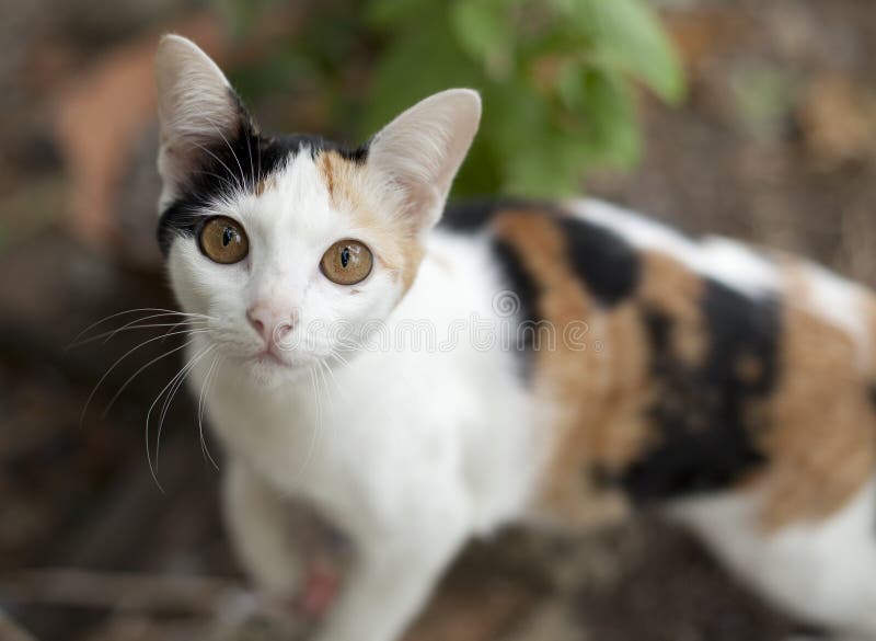 Thai native cats stock photo. Image of blue, native, home - 32594088