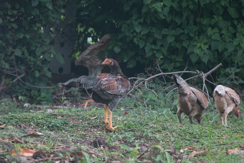 Native chicken in thailand stock photo. Image of fowl - 391517948
