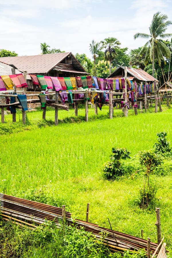 Thai Native House with Rice Field Stock Photo - Image of forest ...