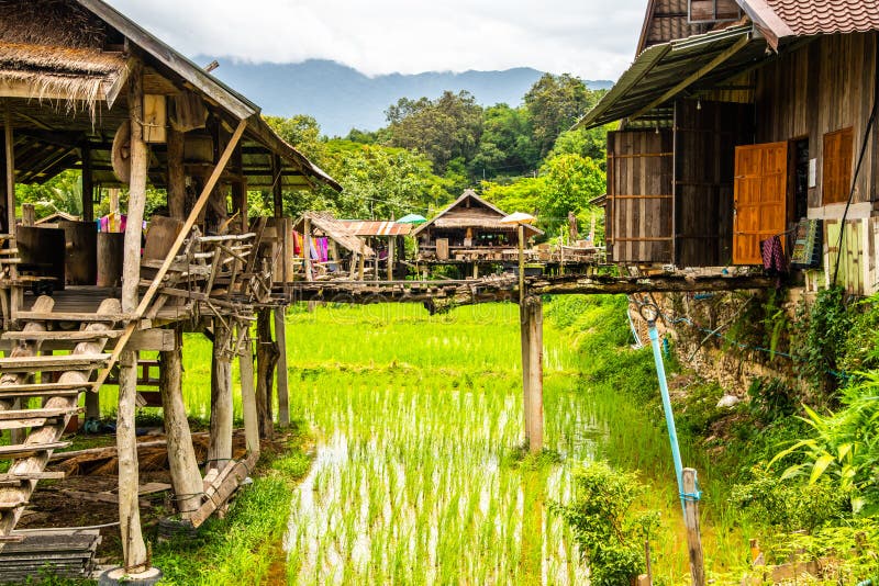 Thai Native House with Rice Field Stock Image - Image of lanna, field ...