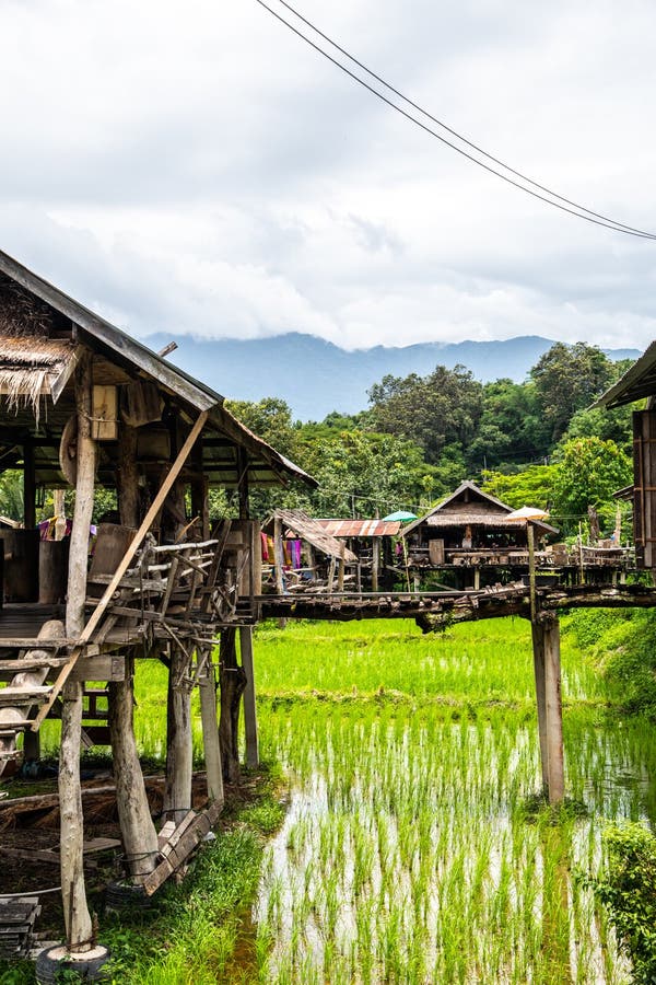 Thai Native House with Rice Field Stock Image - Image of rural ...