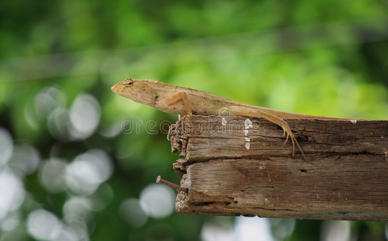 Thai Native Lizard or Chameleon Stock Photo - Image of creeper ...