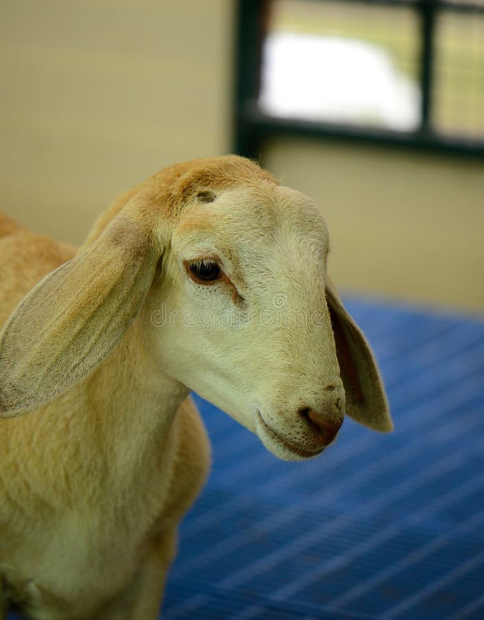 Thai Native Sheep Stock Photos - Free & Royalty-Free Stock Photos from ...