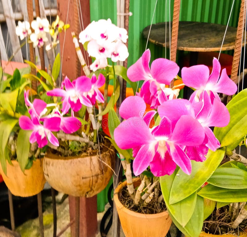 Thai Orcid Splendour stock photo. Image of bouquet, splendour - 216898086