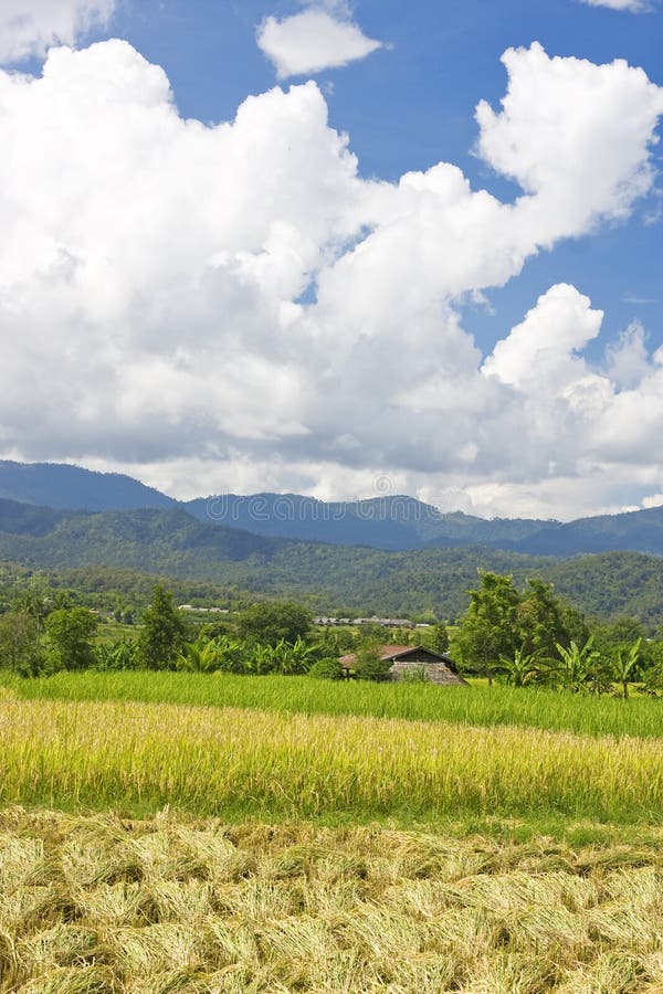 Thai paddy field stock image. Image of travel, agriculture - 7074627